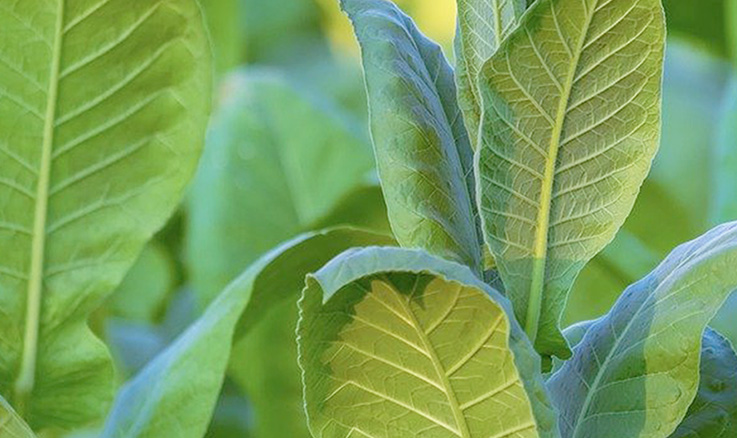 Special Package for Premium Tobacco Leaves: Koenig & Bauer